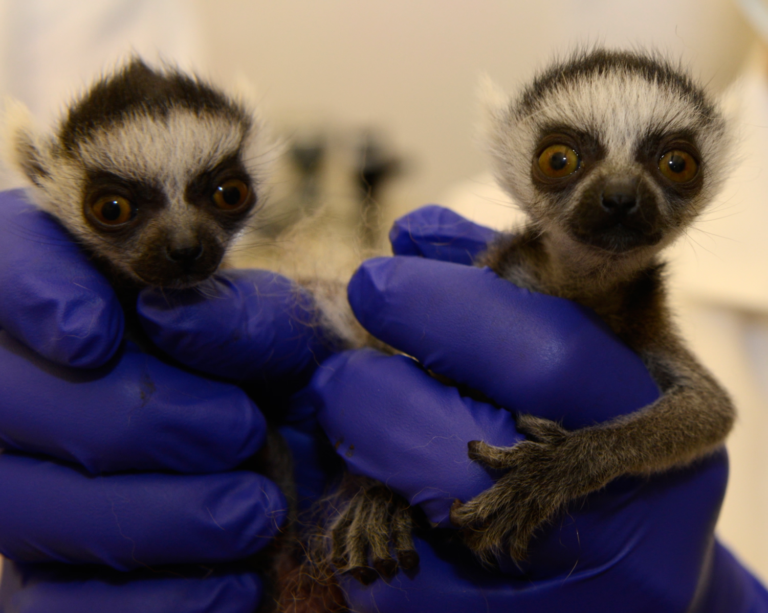 Heirs to Madagascar’s Royal Throne Are Born: Two New Baby Ring-Tailed ...